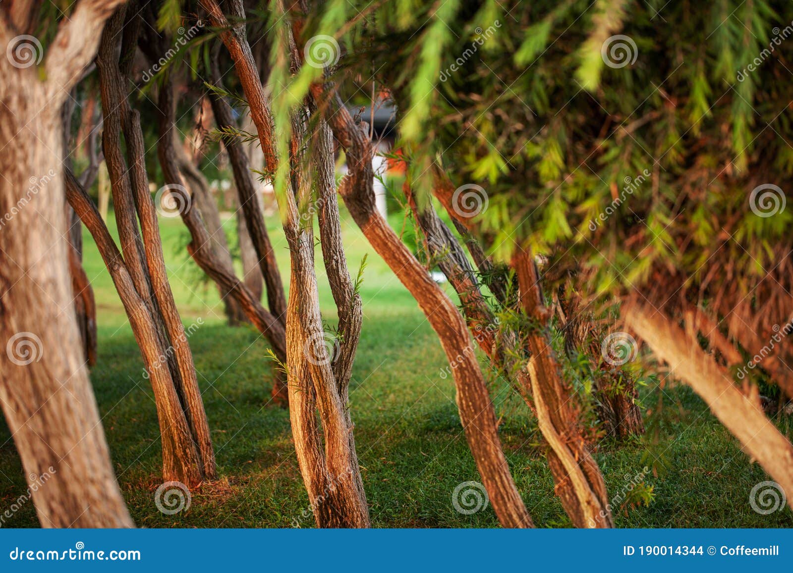 Tree Trunks in Sunny Weather Stock Photo - Image of nature, bush: 190014344