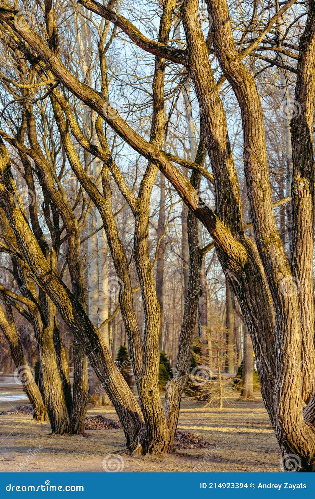 Tree Trunks in the Sunset Light Against the Blue Sky. a Tangle of Tree ...