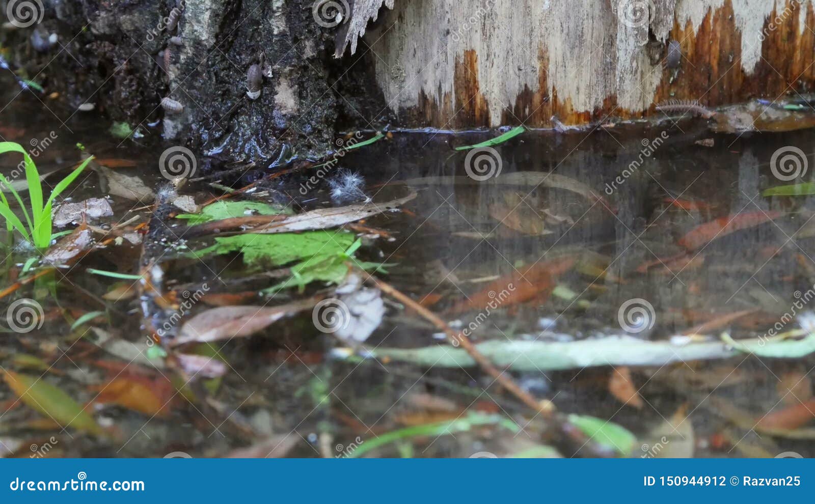 Tree Trunks in a Swamp and Water Full of Leeches Stock Footage - Video ...