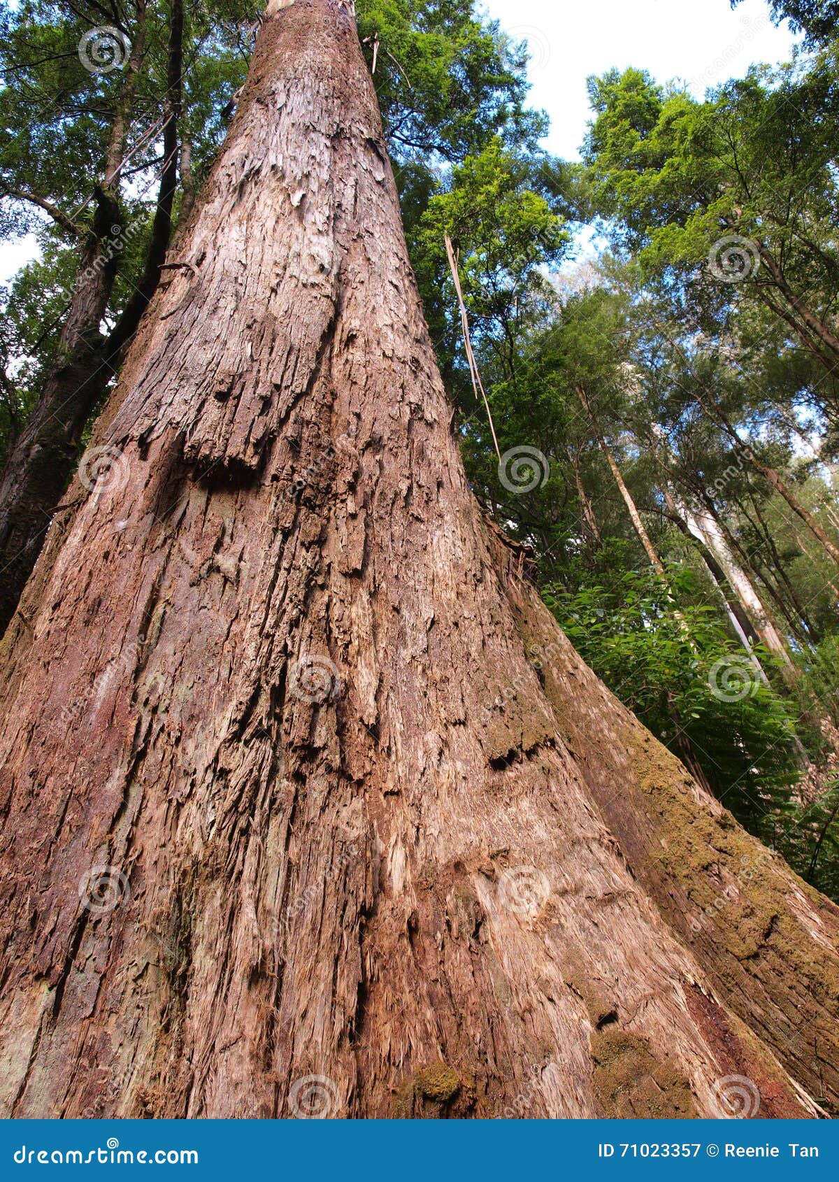Tree Trunks stock image. Image of purpose, sense, hugh - 71023357