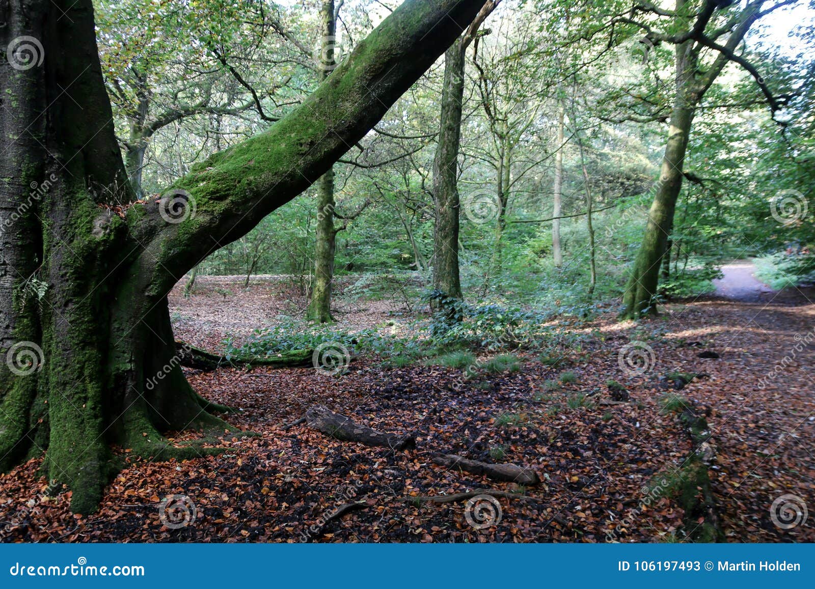 Tree Trunks and Tracks in the Forest Stock Image - Image of wood ...