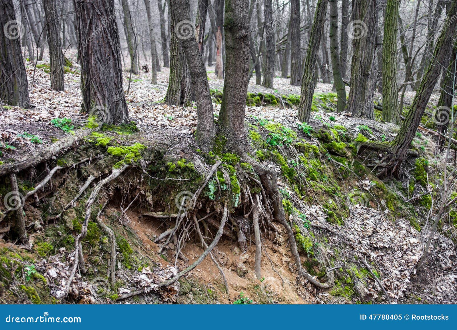 Tree Trunks and Tree Roots in a Leafless Forest Stock Image - Image of ...