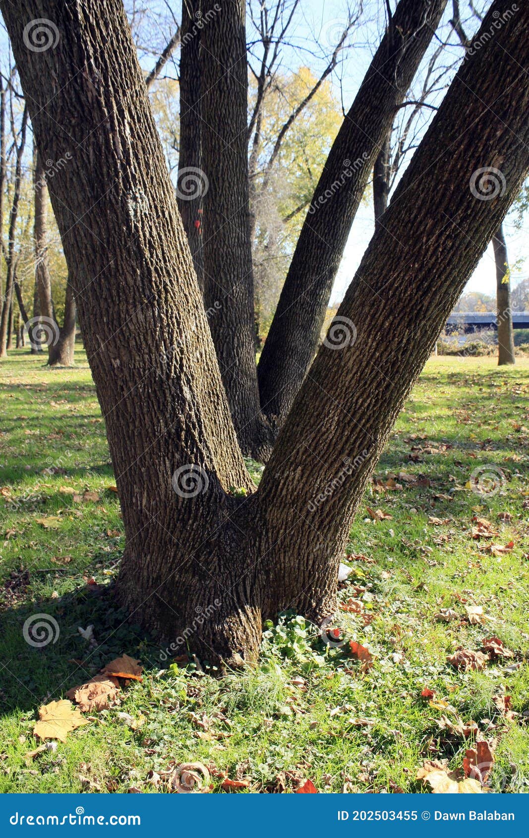 Tree Trunks in a V Formation Stock Image - Image of seasons, trees ...