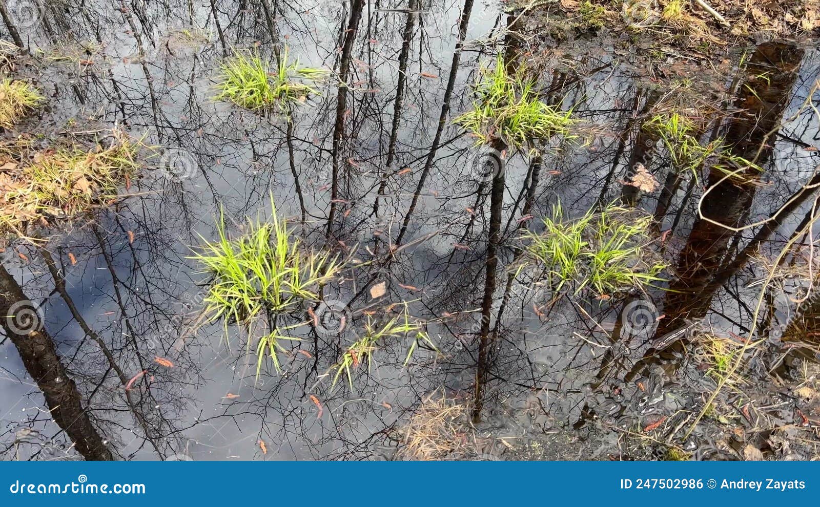 Tree Trunks in the Water.Reflection in a Puddle, Trees Standing in the ...