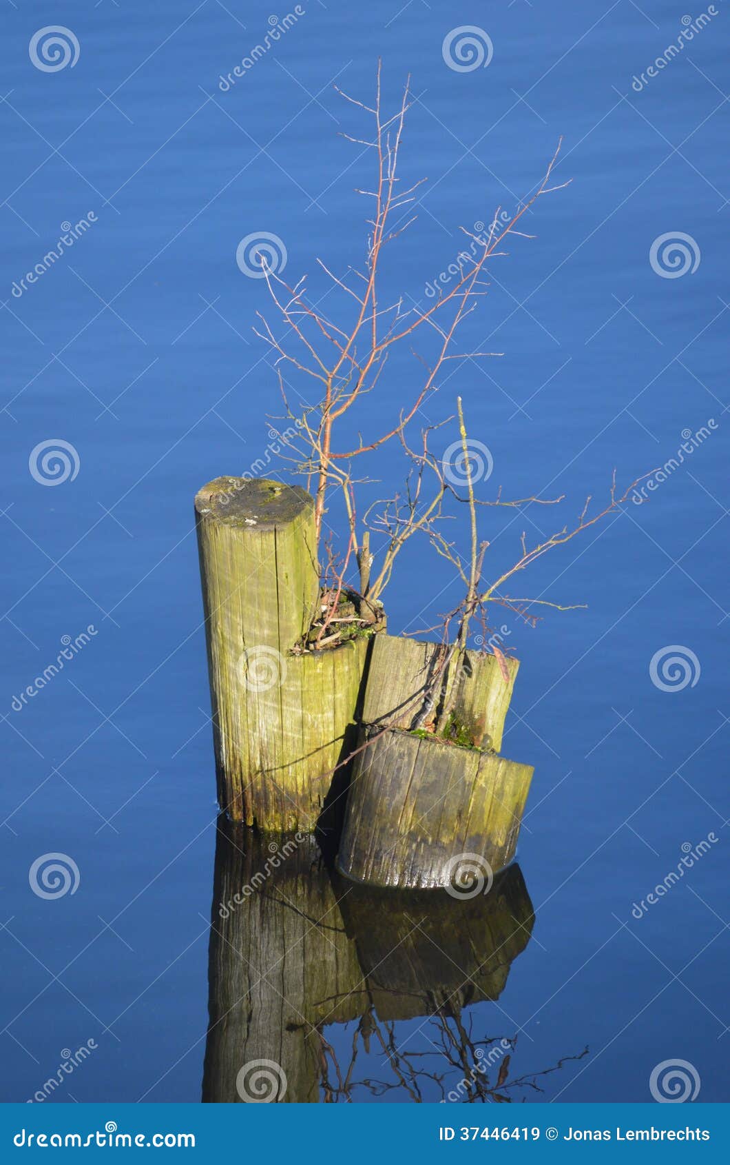 Tree trunks in water stock image. Image of branch, trunk - 37446419