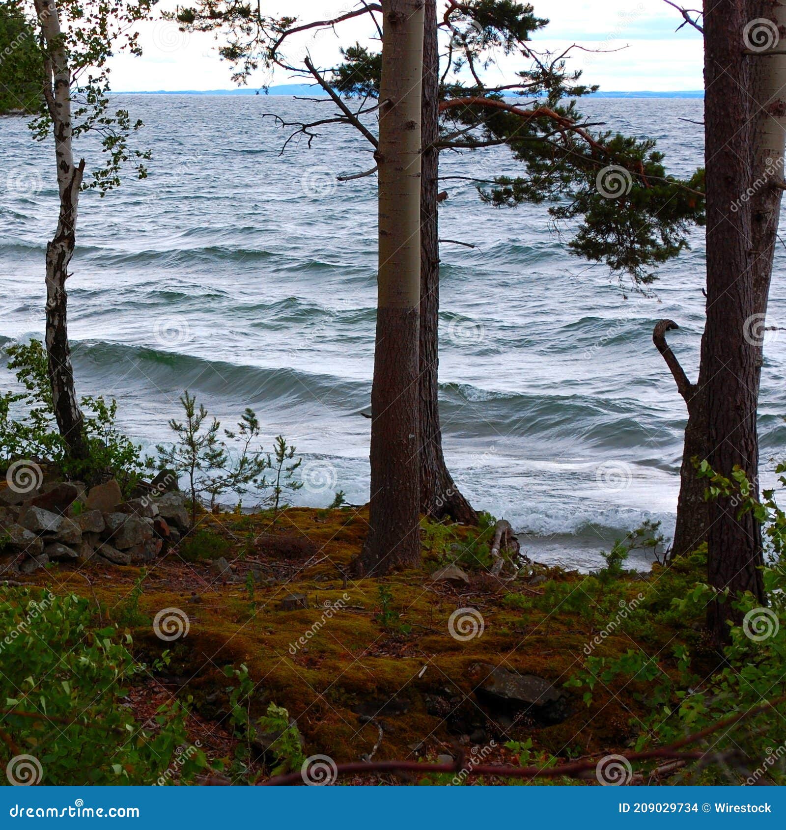 Tree trunks by wavy lake stock photo. Image of natural - 209029734