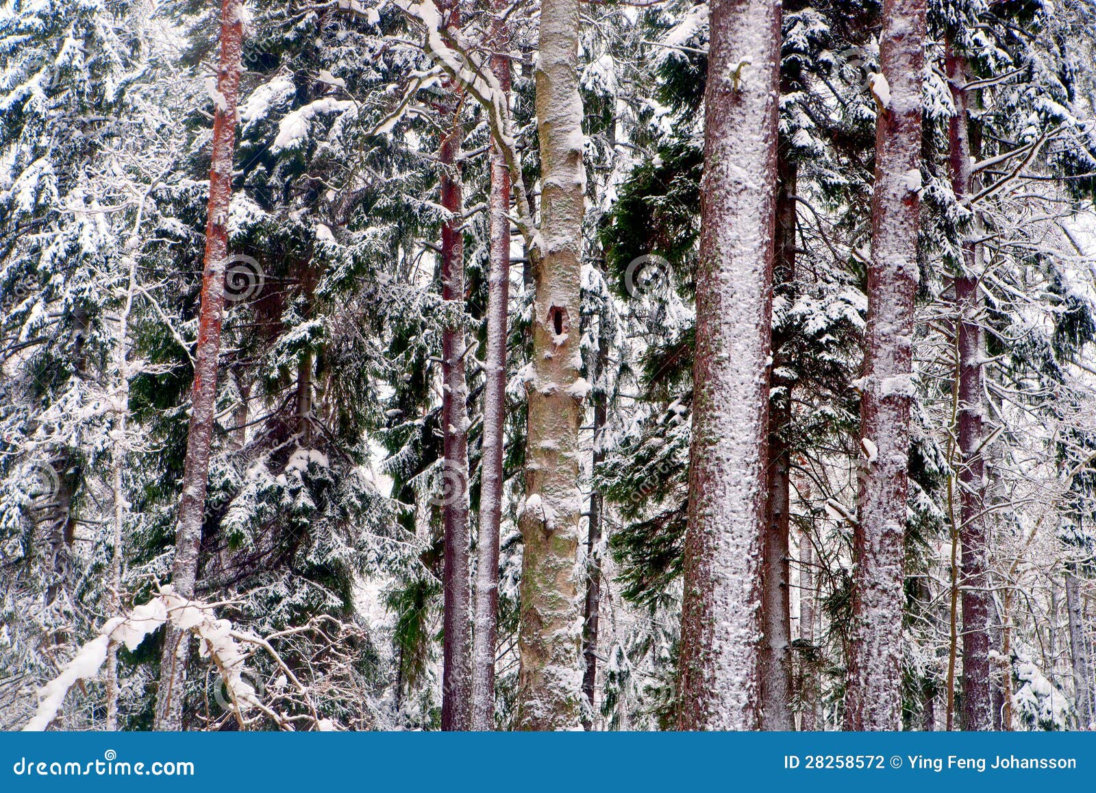 Tree Trunks in Wild Forest in Winter Stock Photo - Image of beauty ...