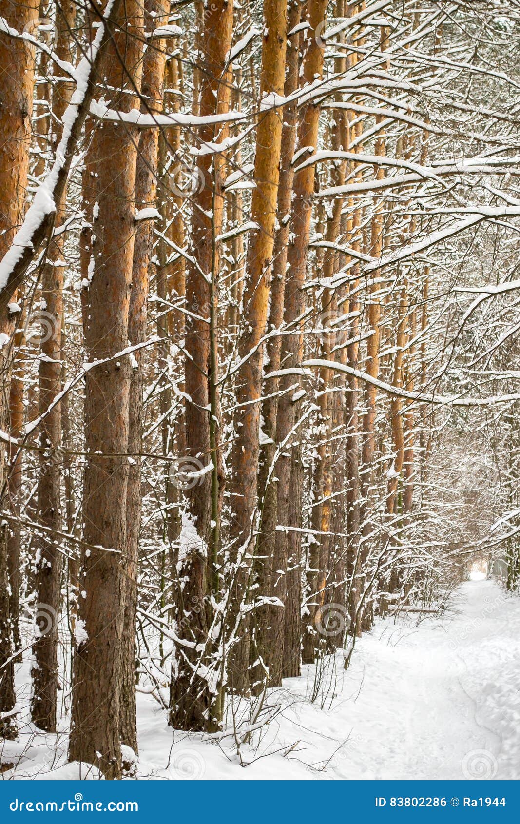 Tree Trunks in Winter Forest Disappearing into the Distance Footpath ...