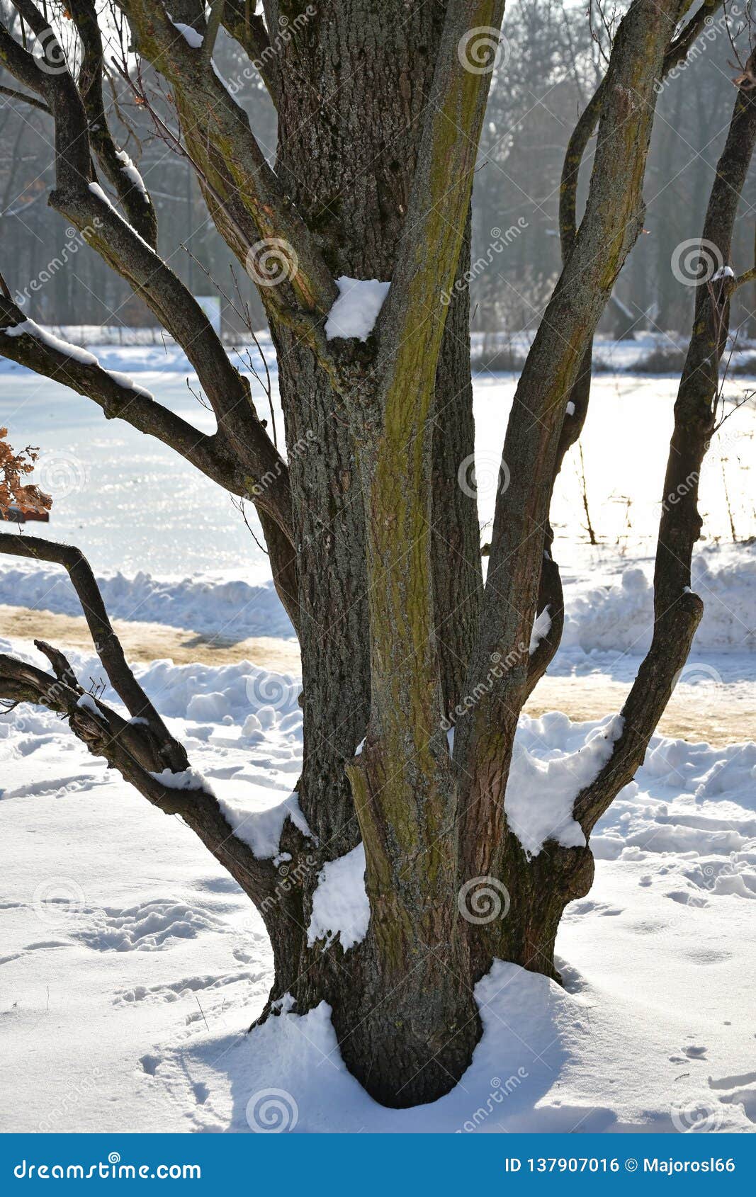 Tree trunks in winter time stock photo. Image of nature - 137907016