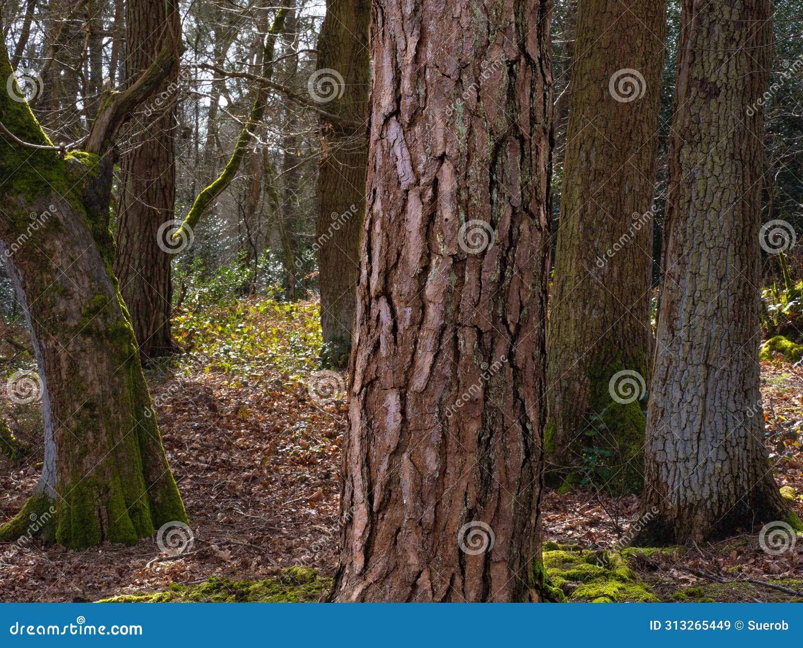 Tree Trunks in Woodland stock image. Image of micro - 313265449
