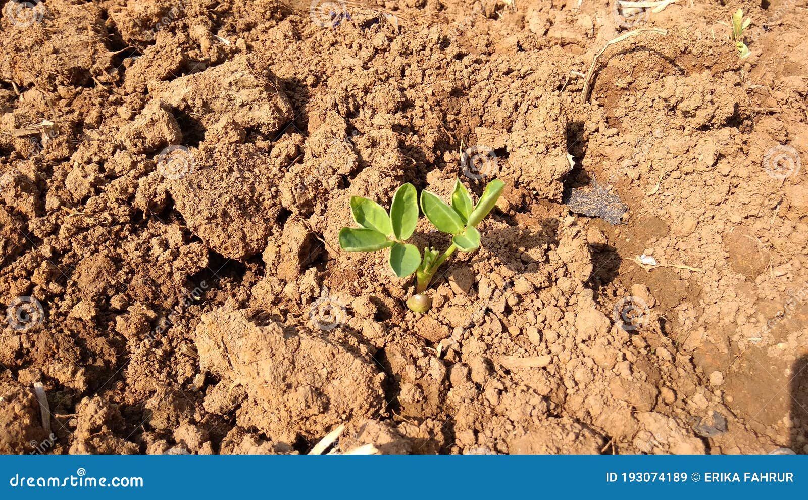 A Tree Trying To Grow in the Dry Season Stock Image - Image of grow ...