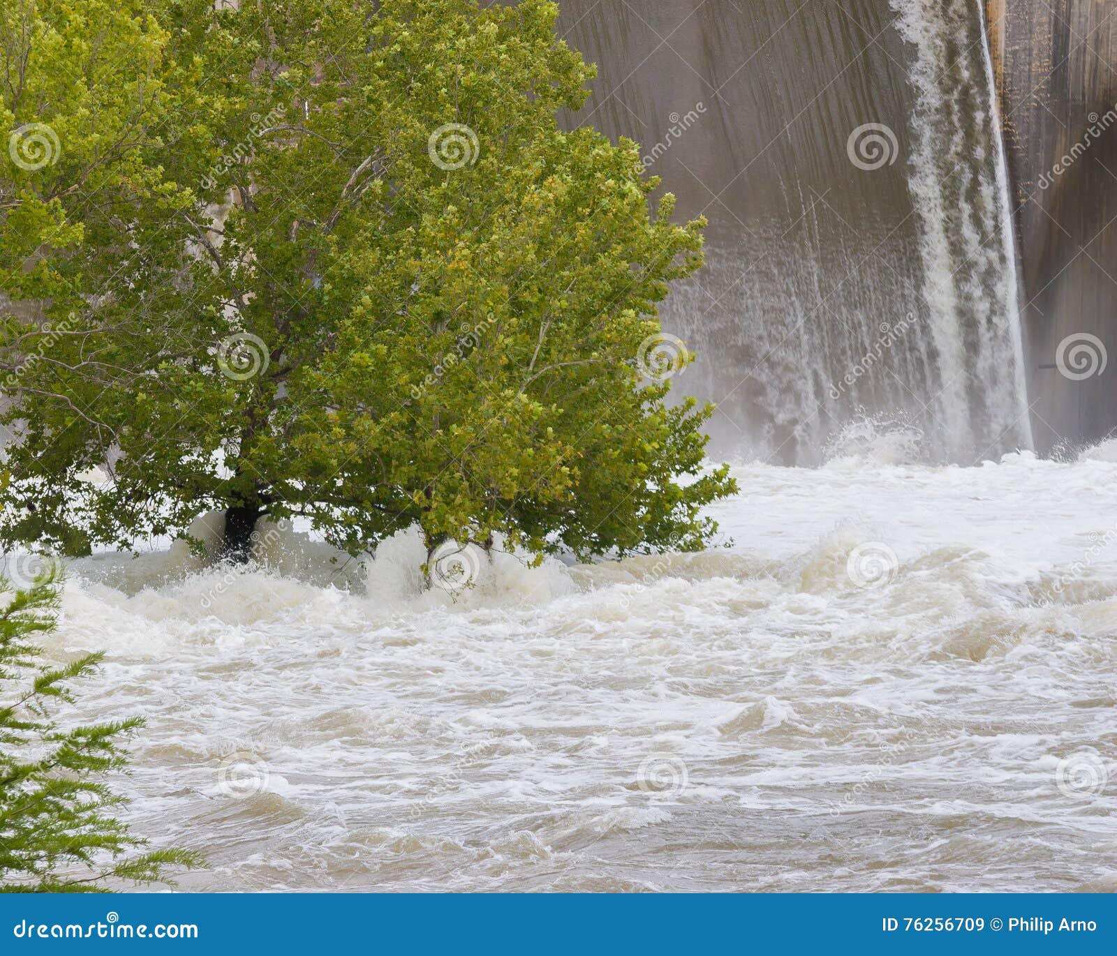 A Tree is Trying To Keep Standing in Flood Waters Stock Image - Image ...