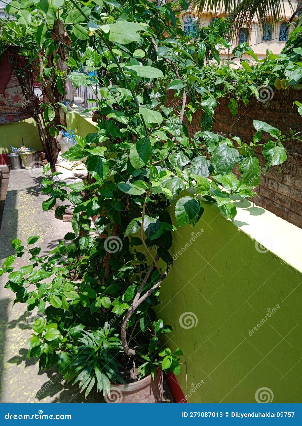 Tree in Tub form my garden stock image. Image of produce - 279087013