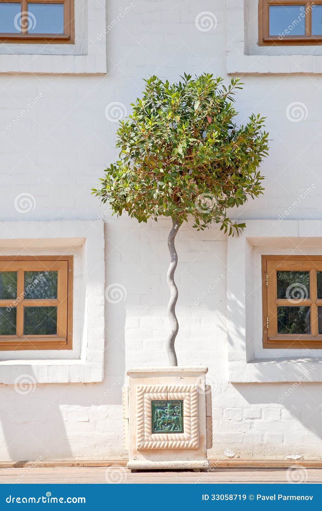 Tree is in a tub stock image. Image of pruning, foliage - 33058719