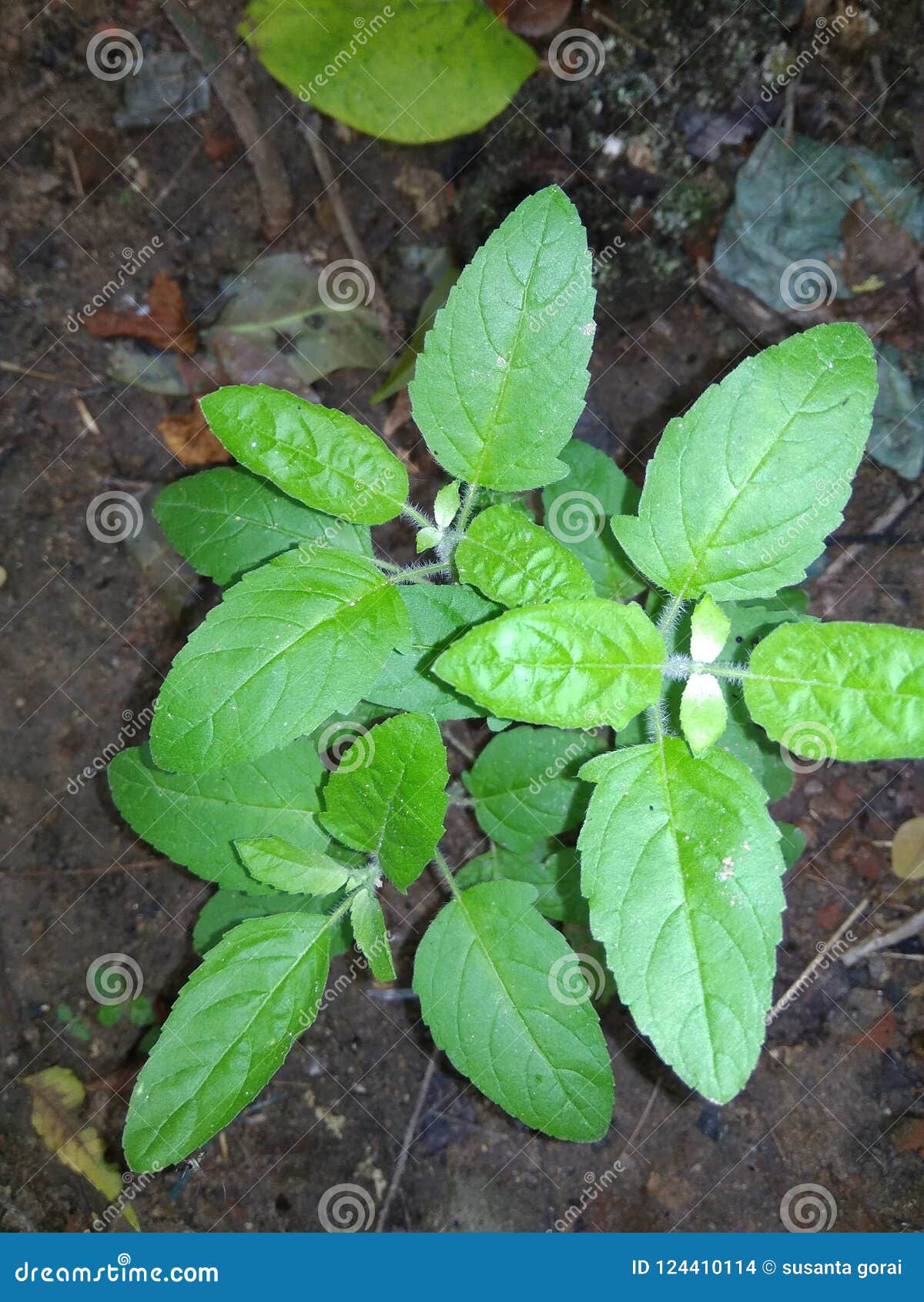 Tree Tulsi stock photo. Image of purposes, medical, used - 124410114