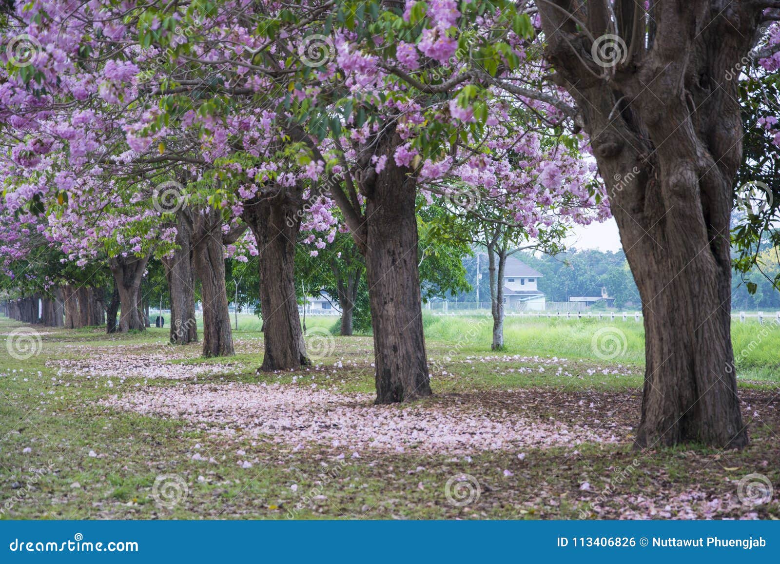 Tree tunell stock photo. Image of color, happy, colorful - 113406826