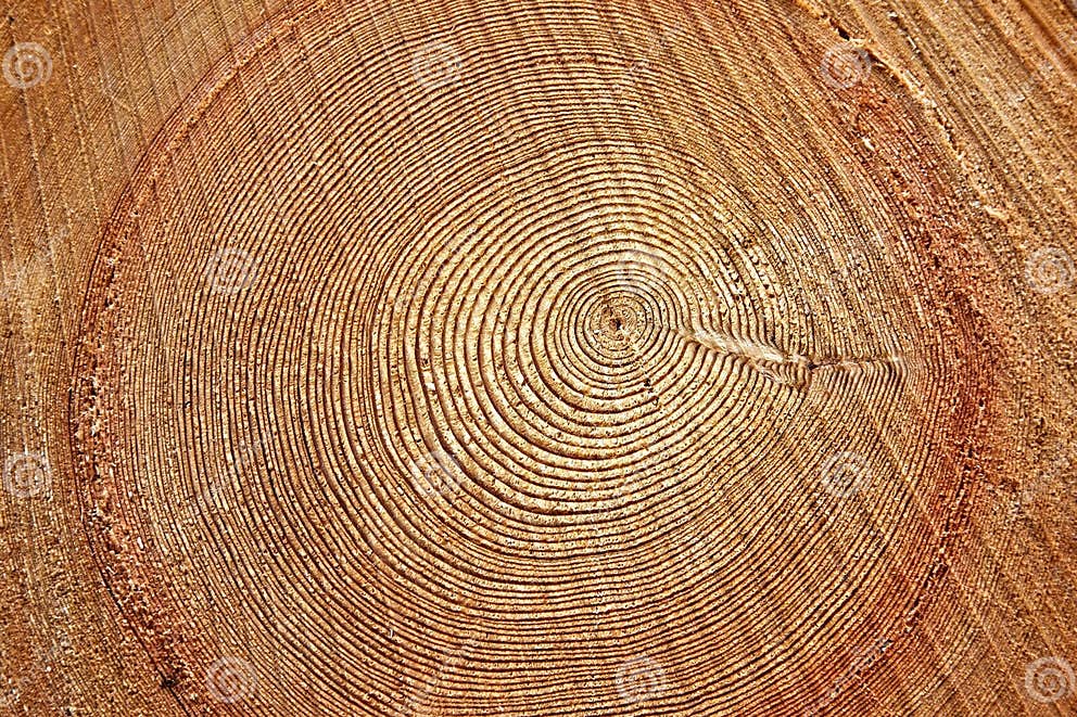 Tree Tunk stock image. Image of ring, large, backdrop - 17102285