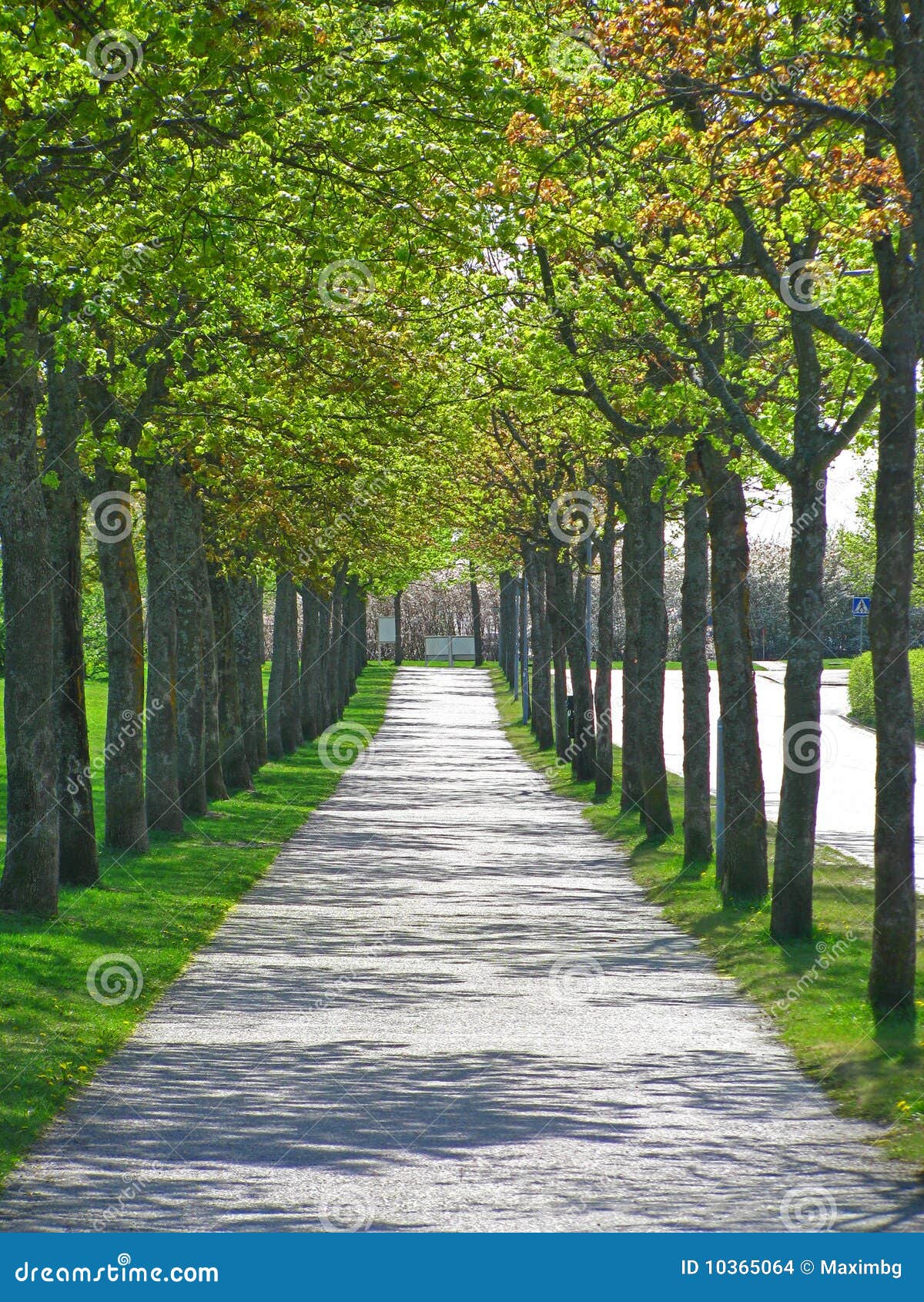 Tree tunnel 1 stock photo. Image of trip, sweden, trail - 10365064