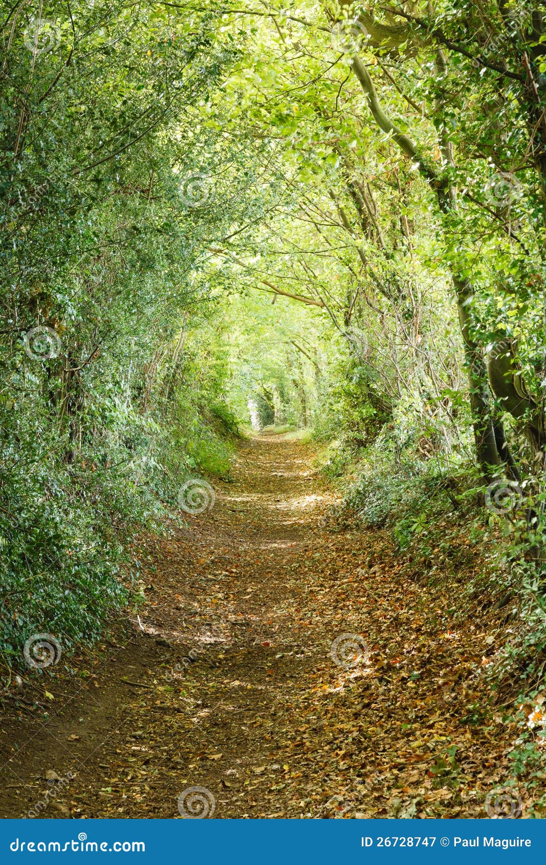 Tree tunnel stock image. Image of bridleway, english - 26728747