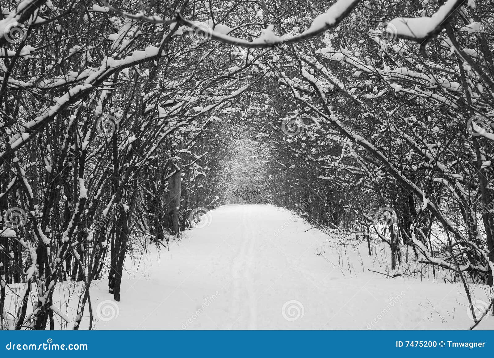 Tree tunnel 3 stock photo. Image of winter, tunnel, snow - 7475200