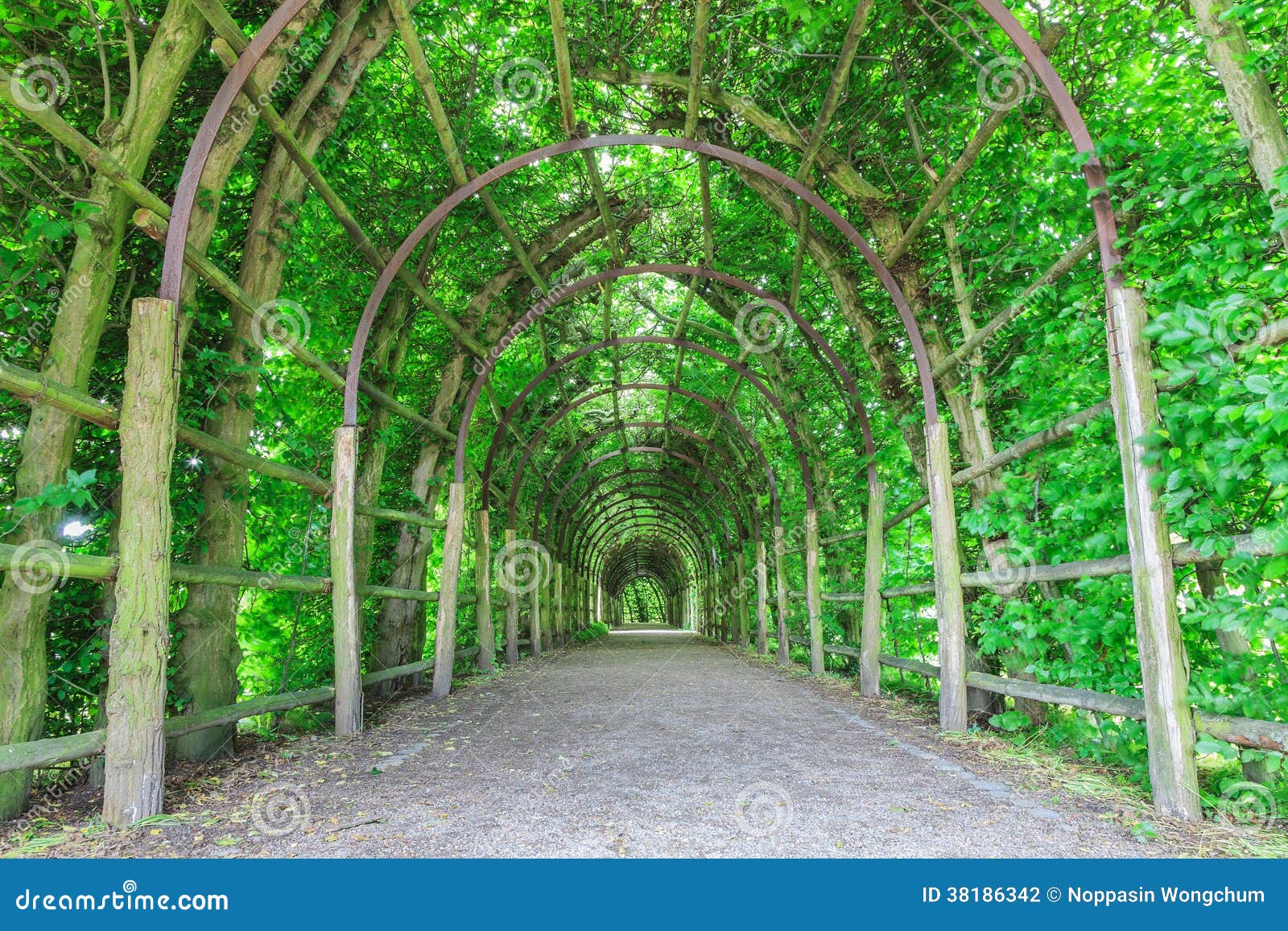 Tree tunnel stock photo. Image of lane, outdoor, nature - 38186342