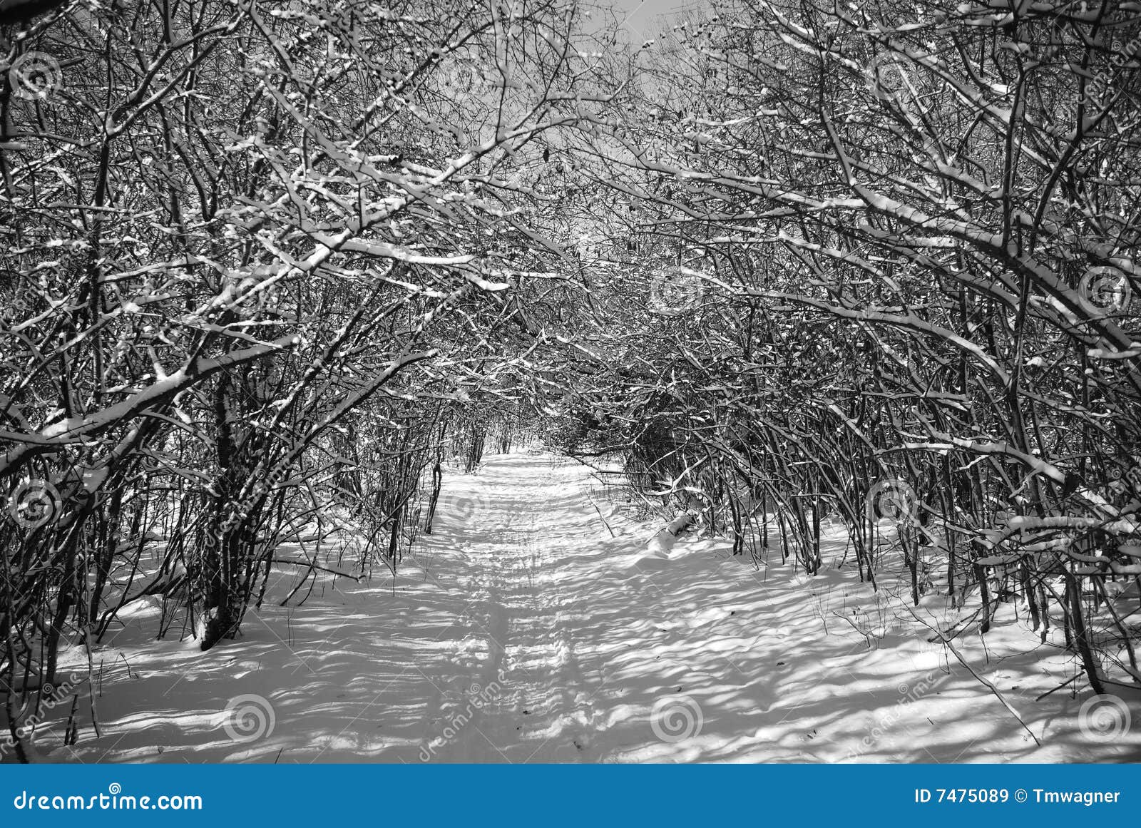 Tree tunnel stock image. Image of snow, trail, tunnel - 7475089