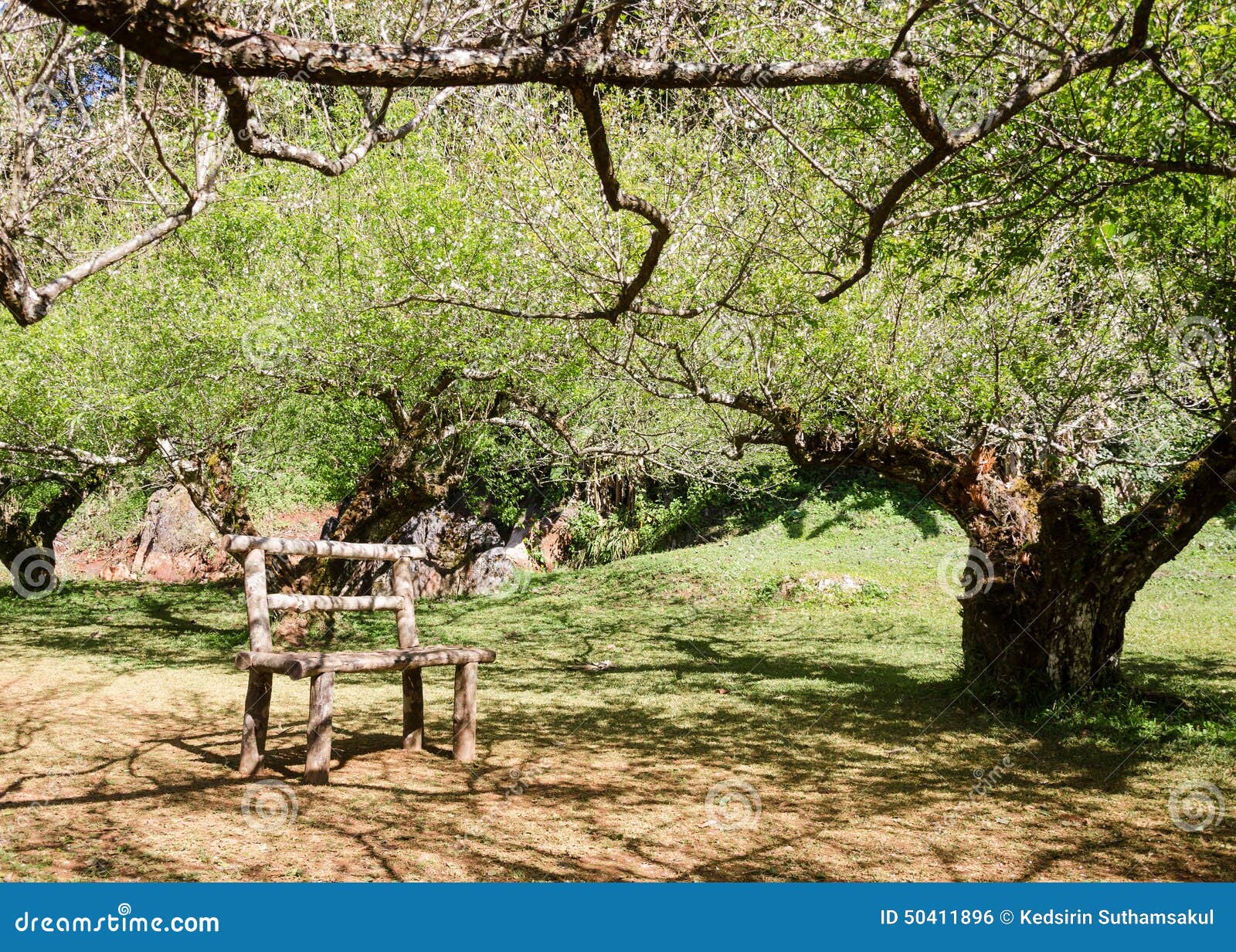 Tree Tunnel and Chair in a Hot Day Stock Photo - Image of dirt, bower ...
