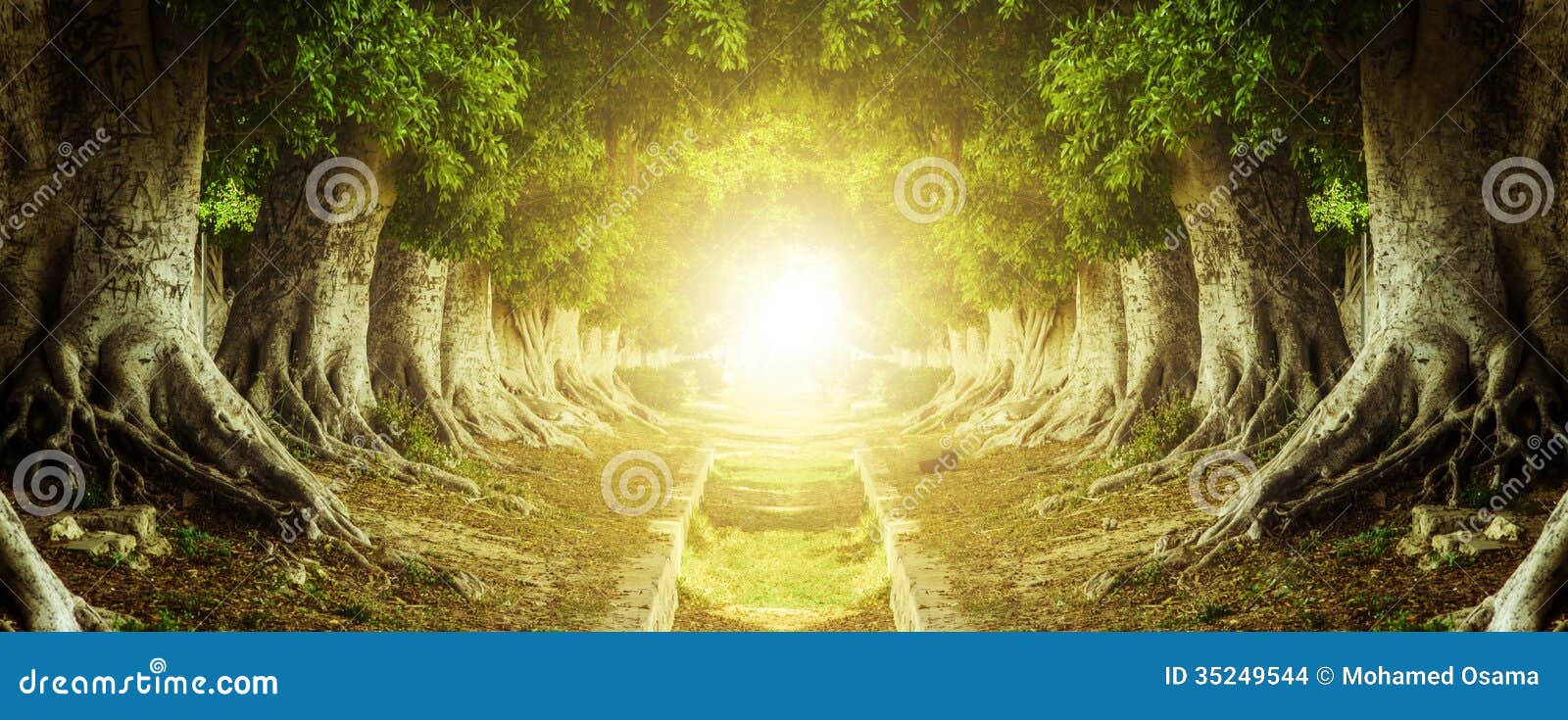 Tree Tunnel stock photo. Image of misty, fantasy, forest - 35249544