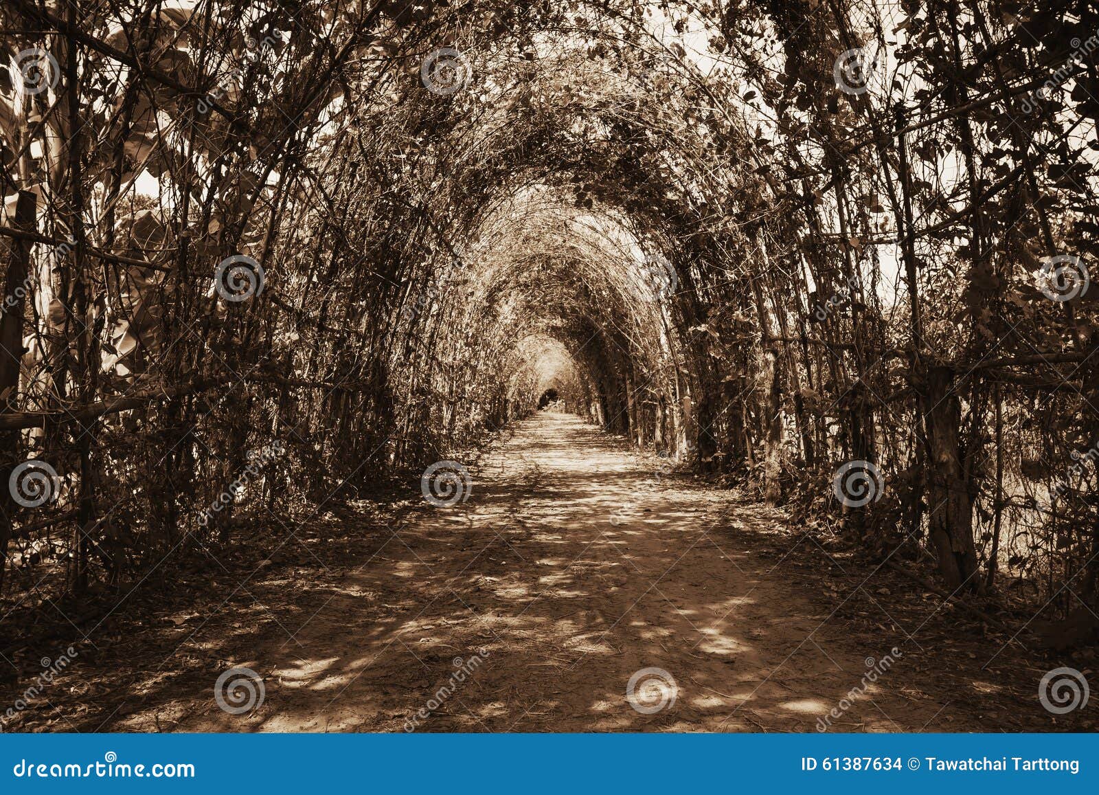 Tree Tunnel Stock Photography | CartoonDealer.com #61387634 Tree Tunnel Stock Photography | CartoonDealer.com #61387634