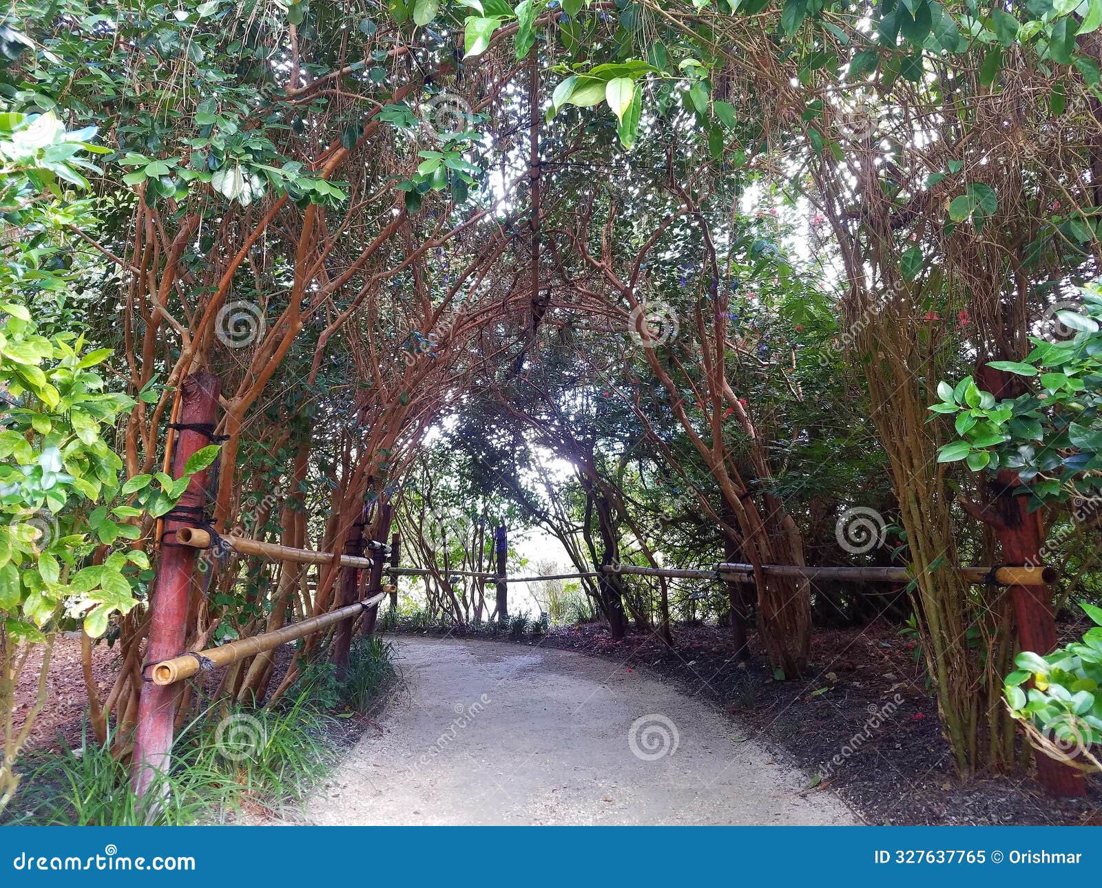 Tree Tunnel Entrance with Branches Stock Image - Image of tree, path ...