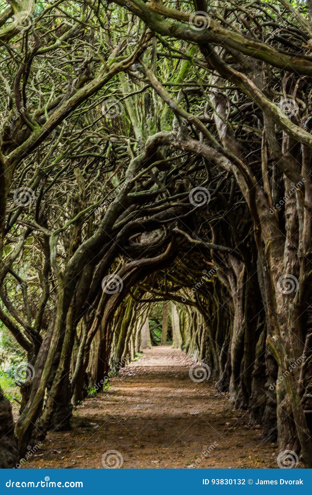 Tree Tunnel stock photo. Image of gormanston, landscape - 93830132