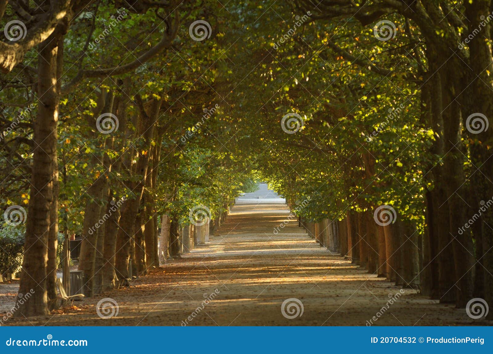 Tree Tunnel, Frangipani Tree, .tree-filled Pathway Stock Photo ...