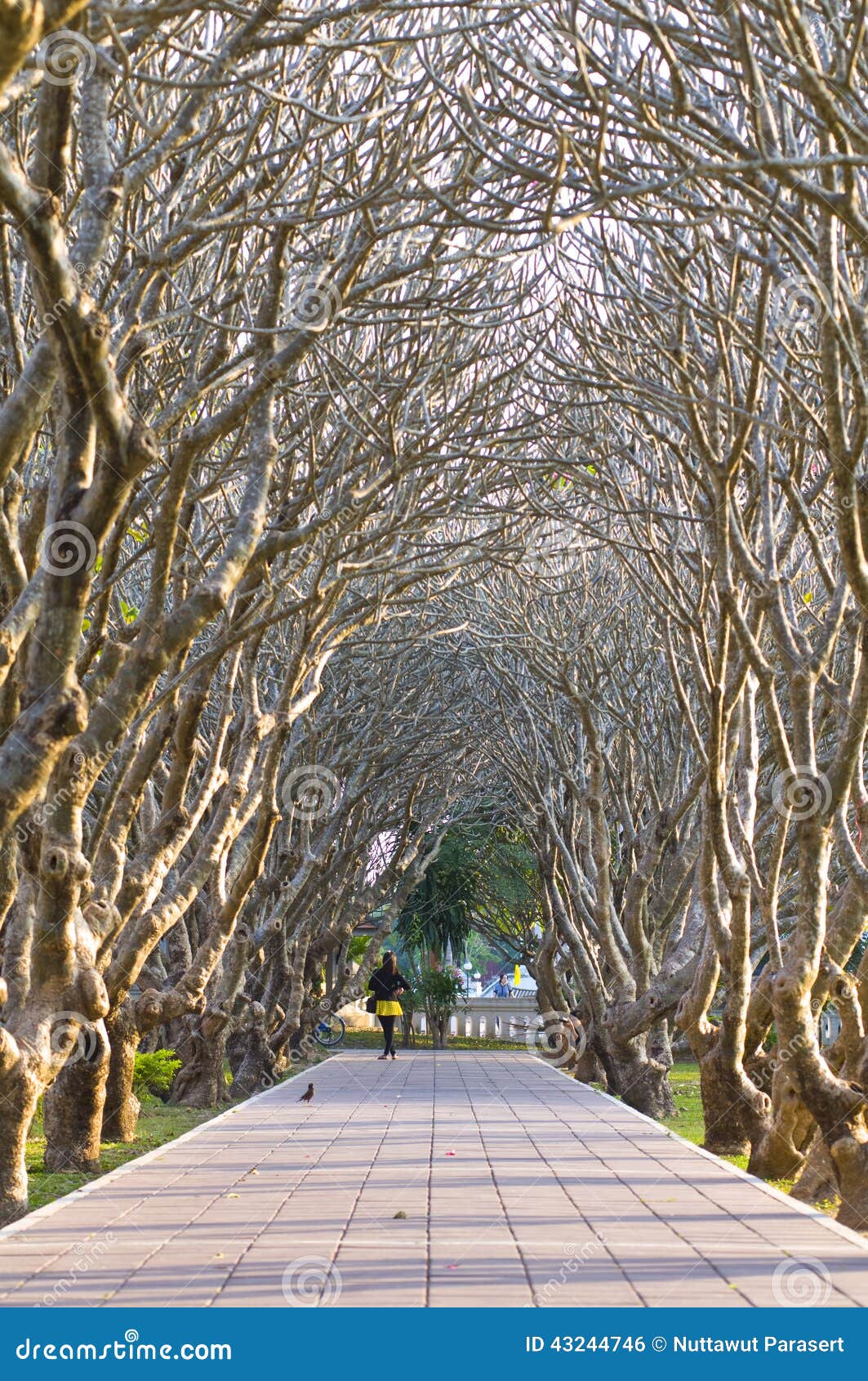 Tree tunnel in park stock photo. Image of outdoors, light - 43244746