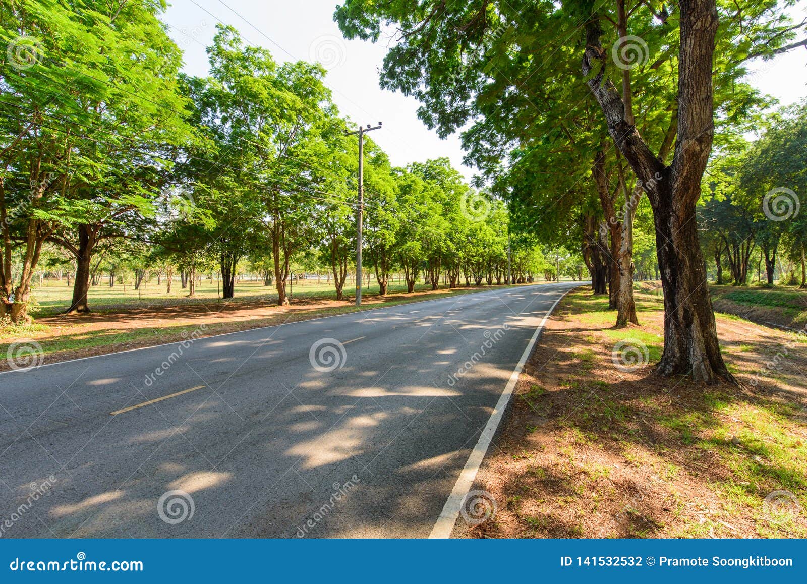 Tree tunnel road stock photo. Image of beautiful, park - 141532532