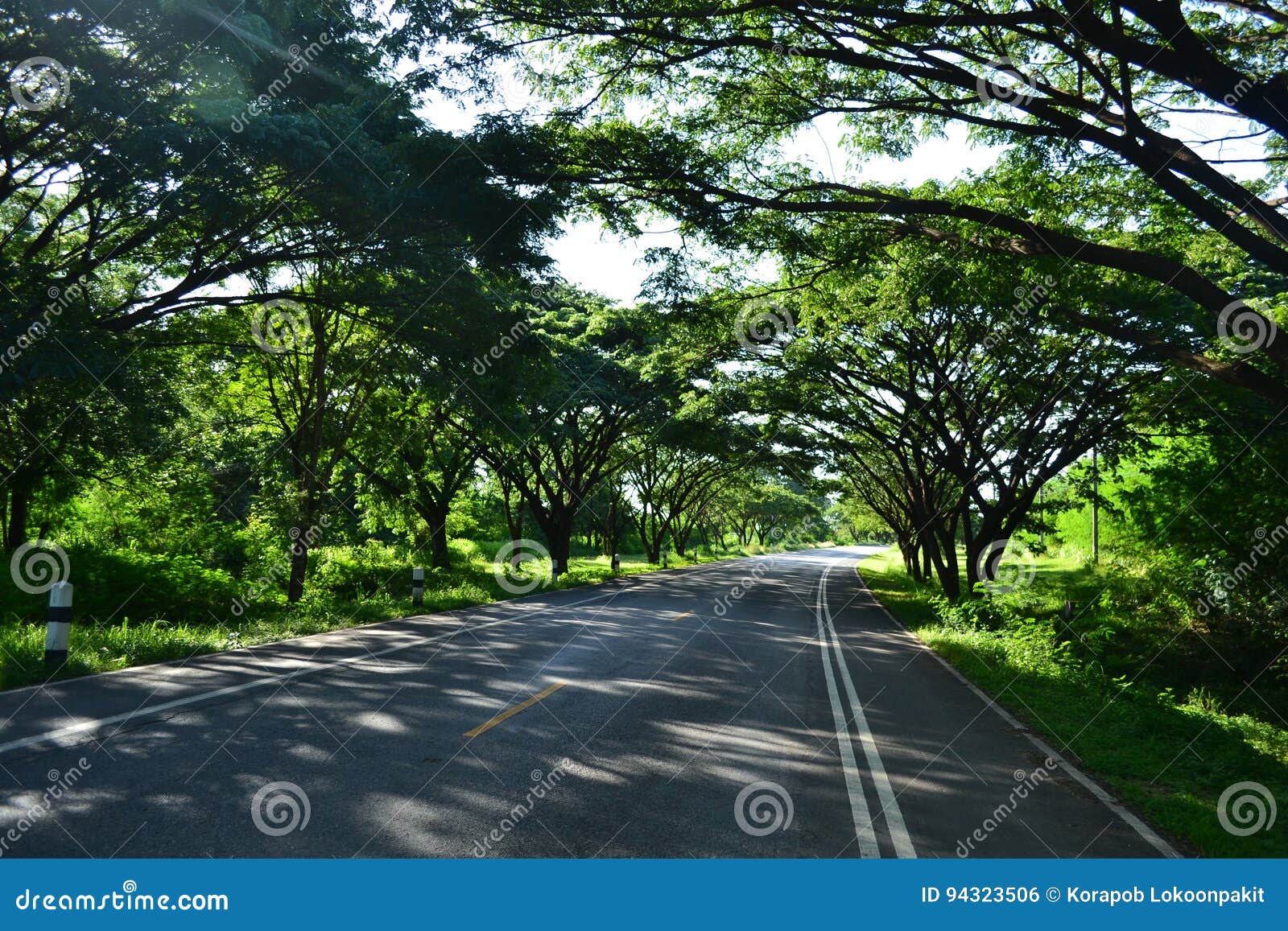 Tree tunnel and road stock photo. Image of tree, shadow - 94323506