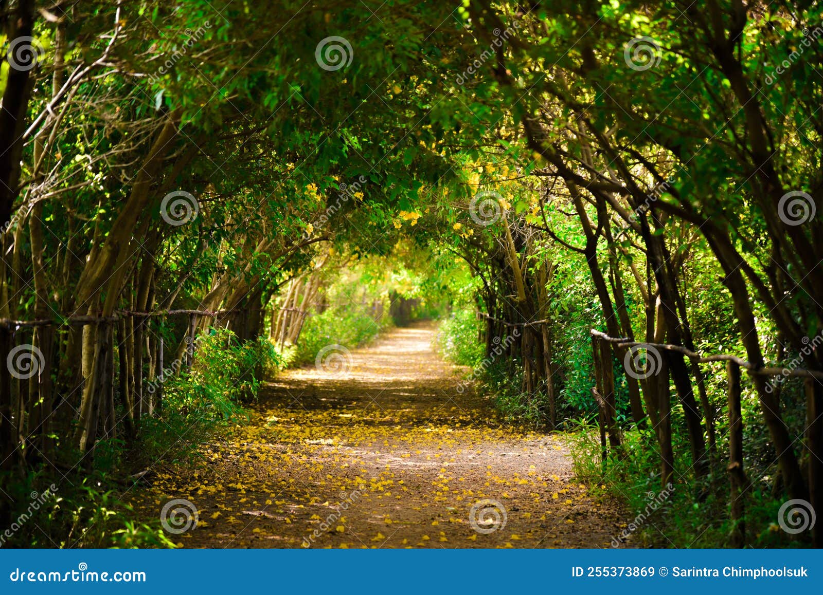 A tree tunnel is a road stock image. Image of nature - 255373869