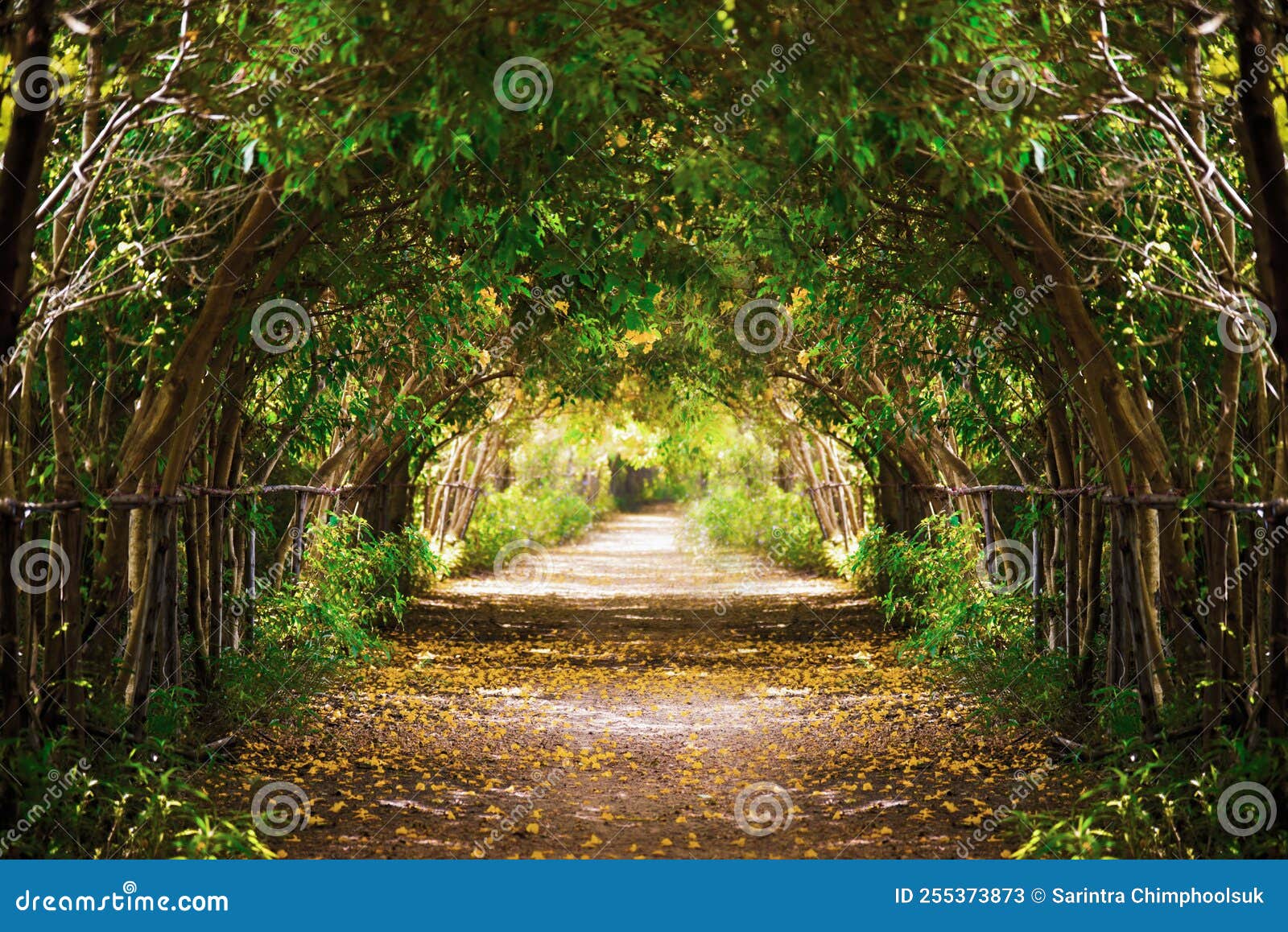 A tree tunnel is a road stock image. Image of garden - 255373873