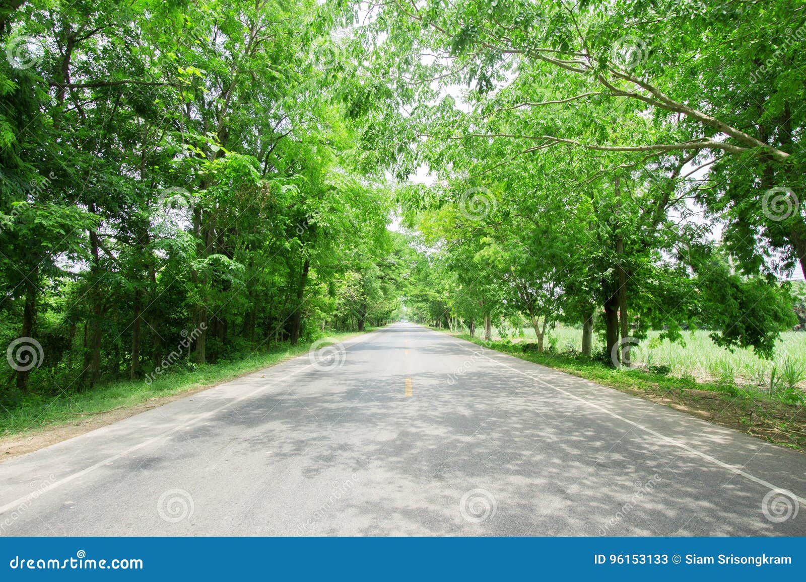 Tree tunnel road. stock image. Image of sunlight, line - 96153133
