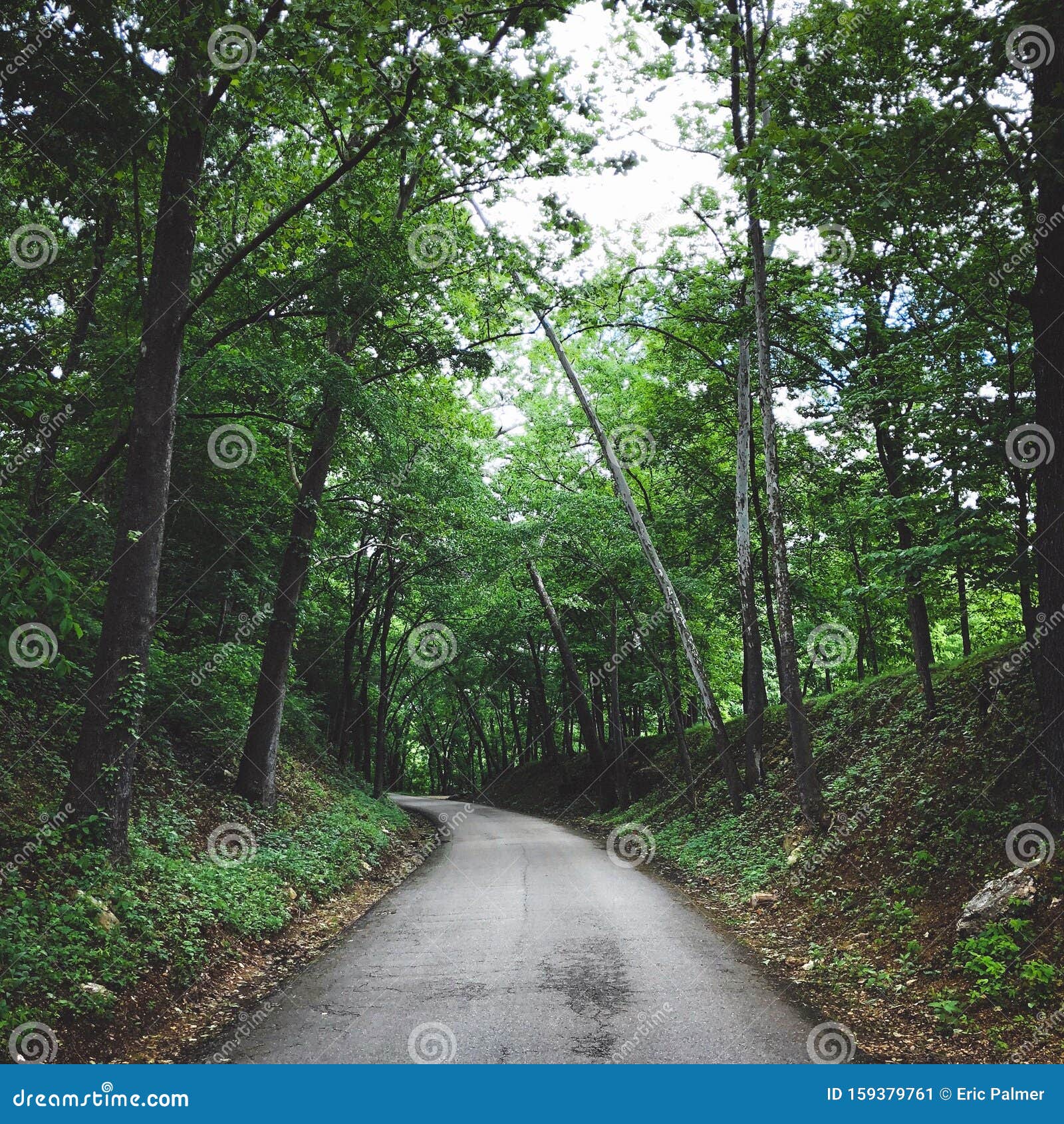 Tree tunnel road stock image. Image of norfork, road - 159379761