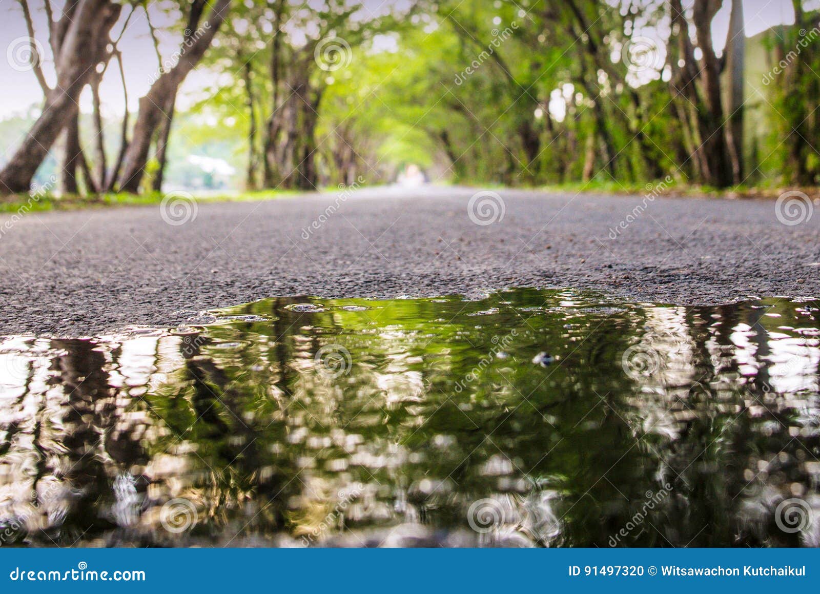 Tree tunnel road stock photo. Image of pathway, plantation - 91497320