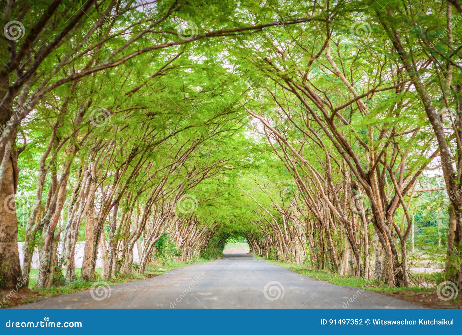 Tree tunnel road stock photo. Image of carolina, color - 91497352