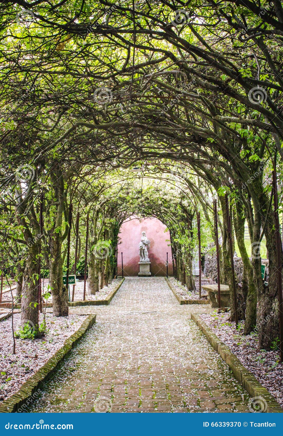 Tree Tunnel with Walkway and Statue Stock Photo - Image of states ...