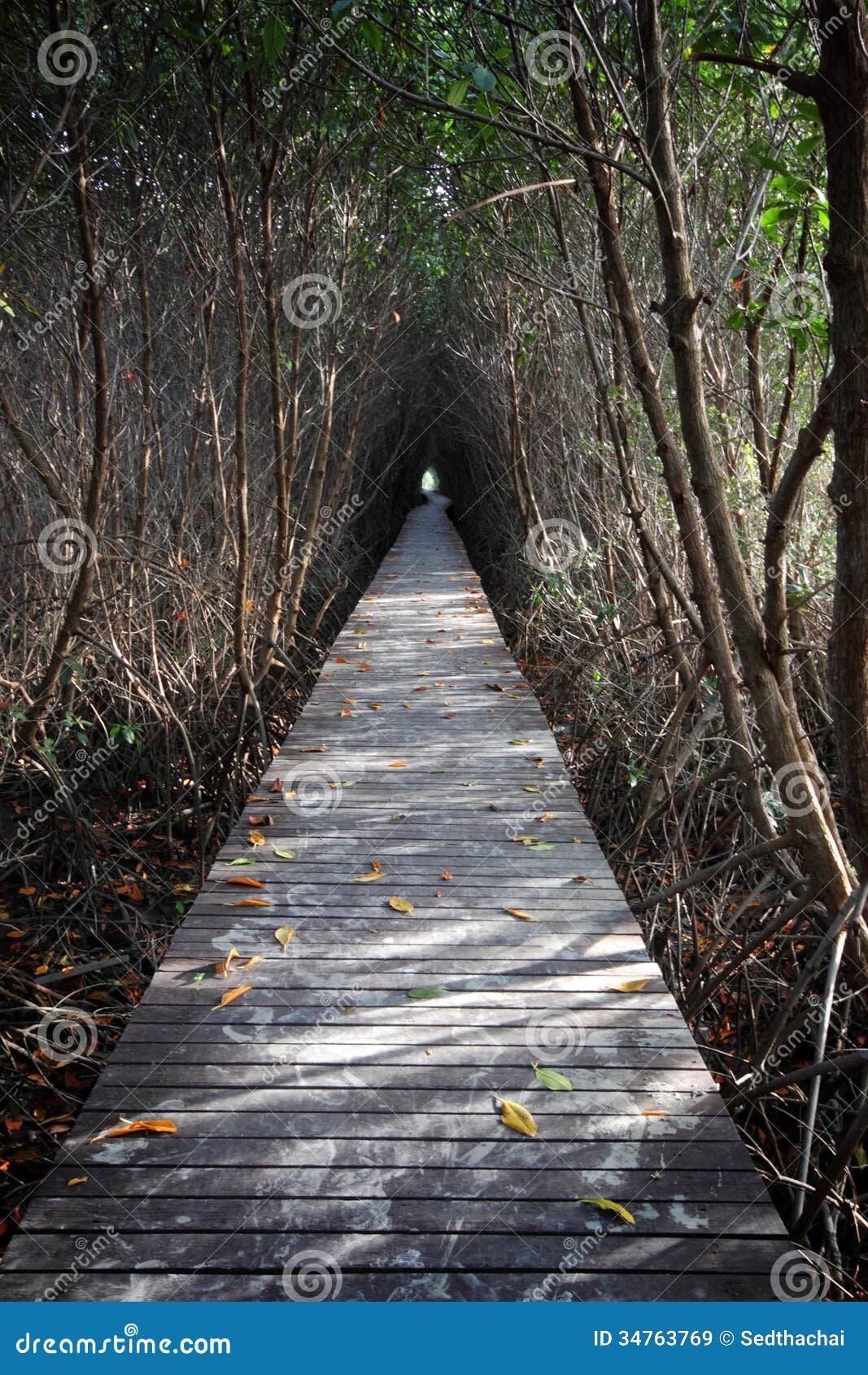 Tree Tunnel and Wooden Bridge Stock Image - Image of direction, pathway ...