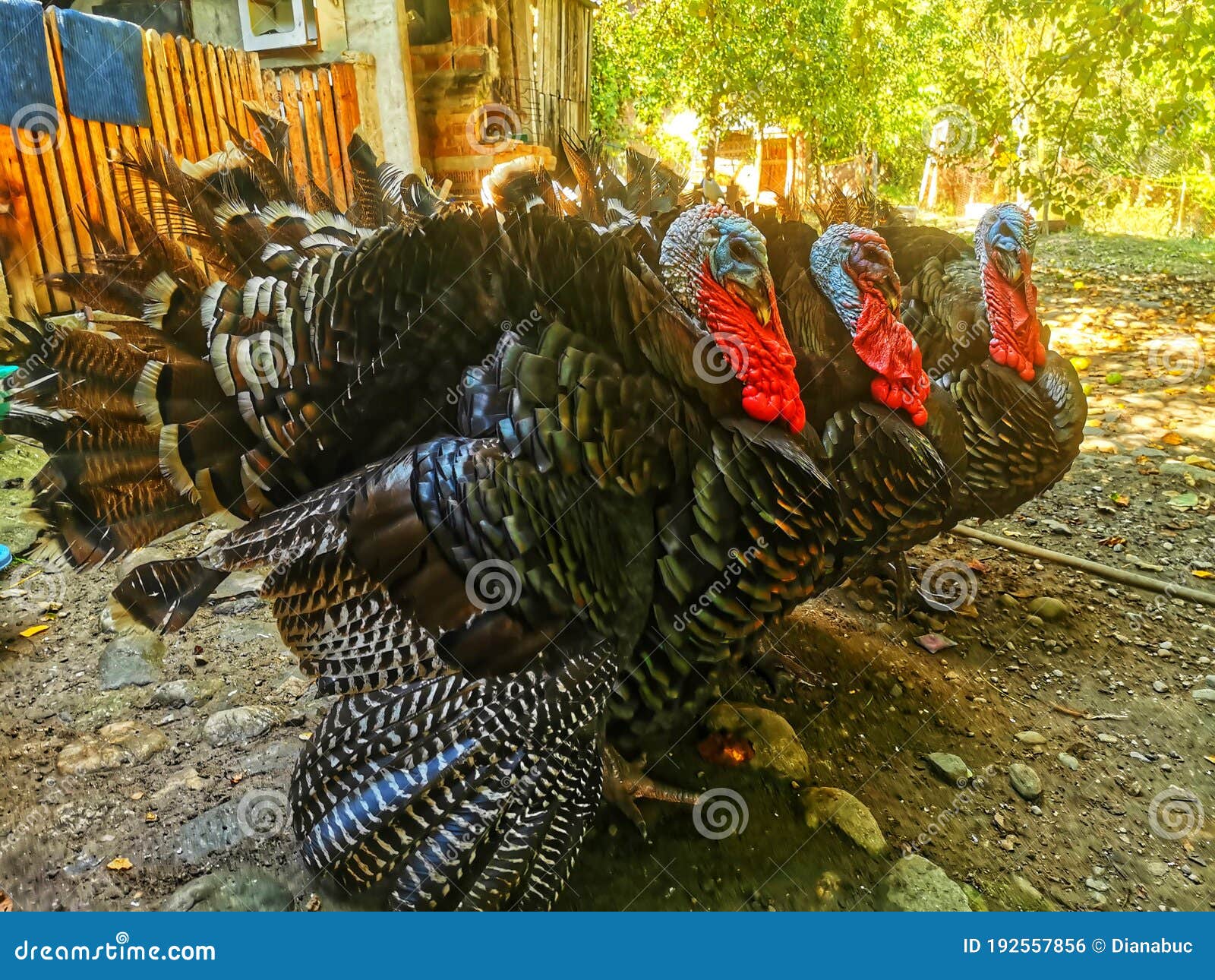 Tree Turkeyes Stock Photos - Free & Royalty-Free Stock Photos from Dreamstime