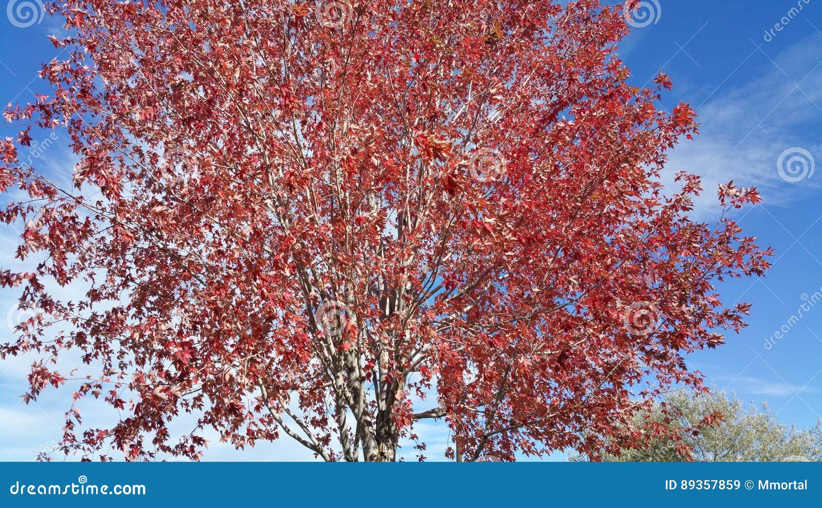Tree turning red at fall. stock image. Image of turning - 89357859