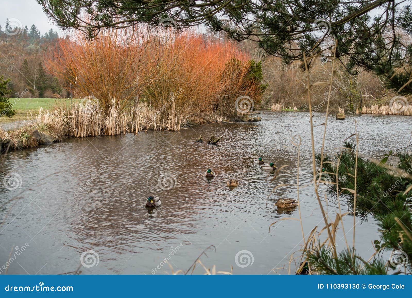 Orange Spring Tree 3 stock photo. Image of flora, spring - 110393130