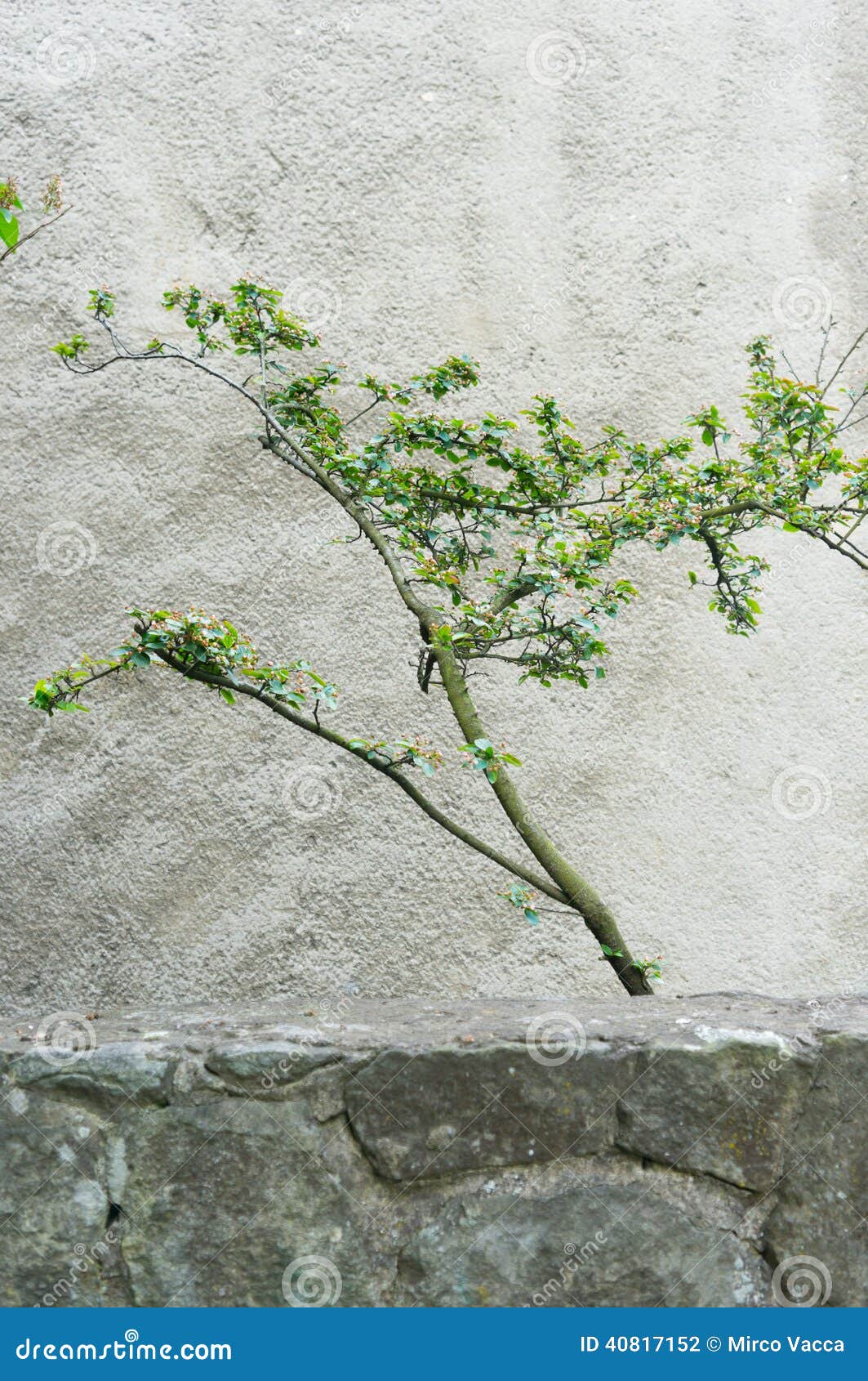 Tree twig stock photo. Image of wall, natural, stone - 40817152