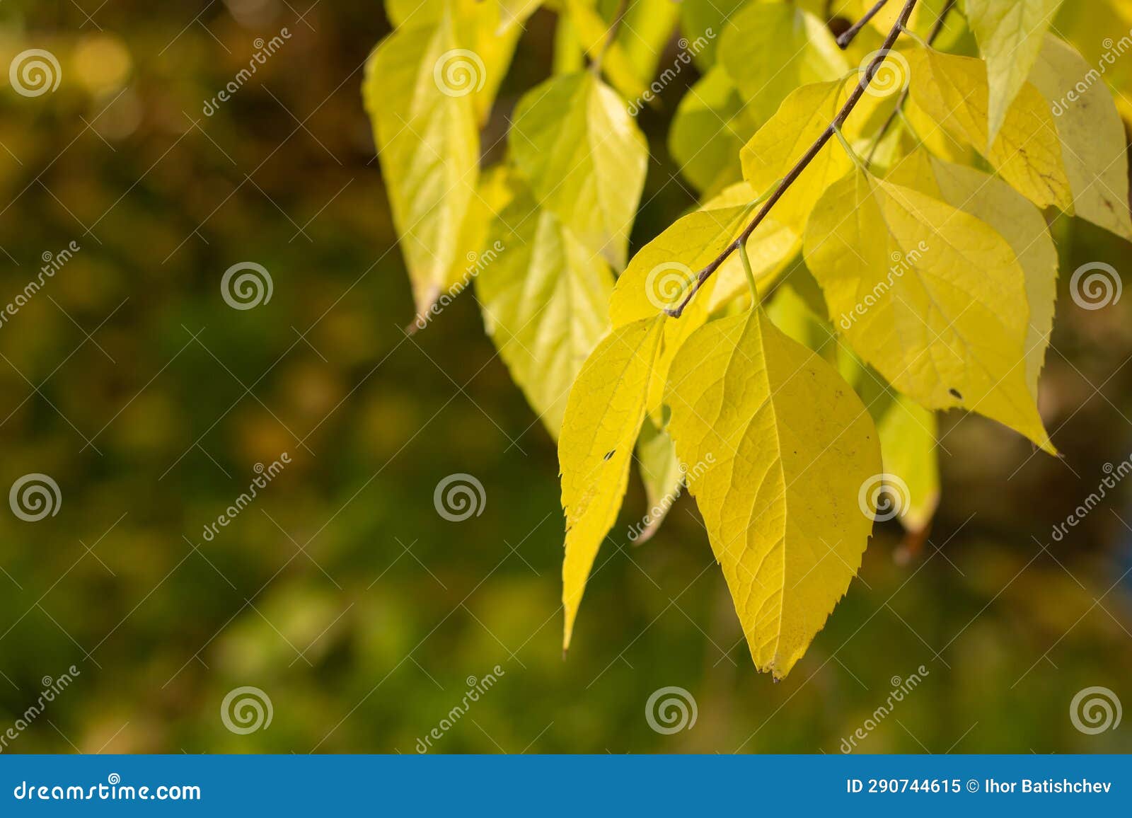 Tree Twigs with Autumn Leaves. Stock Image - Image of nature, color ...