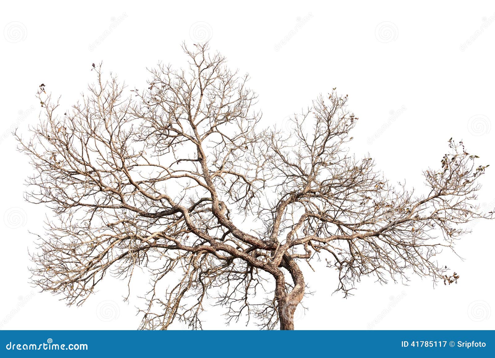 Tree Twigs with Bare Trunks and Branches Stock Image - Image of sparse ...