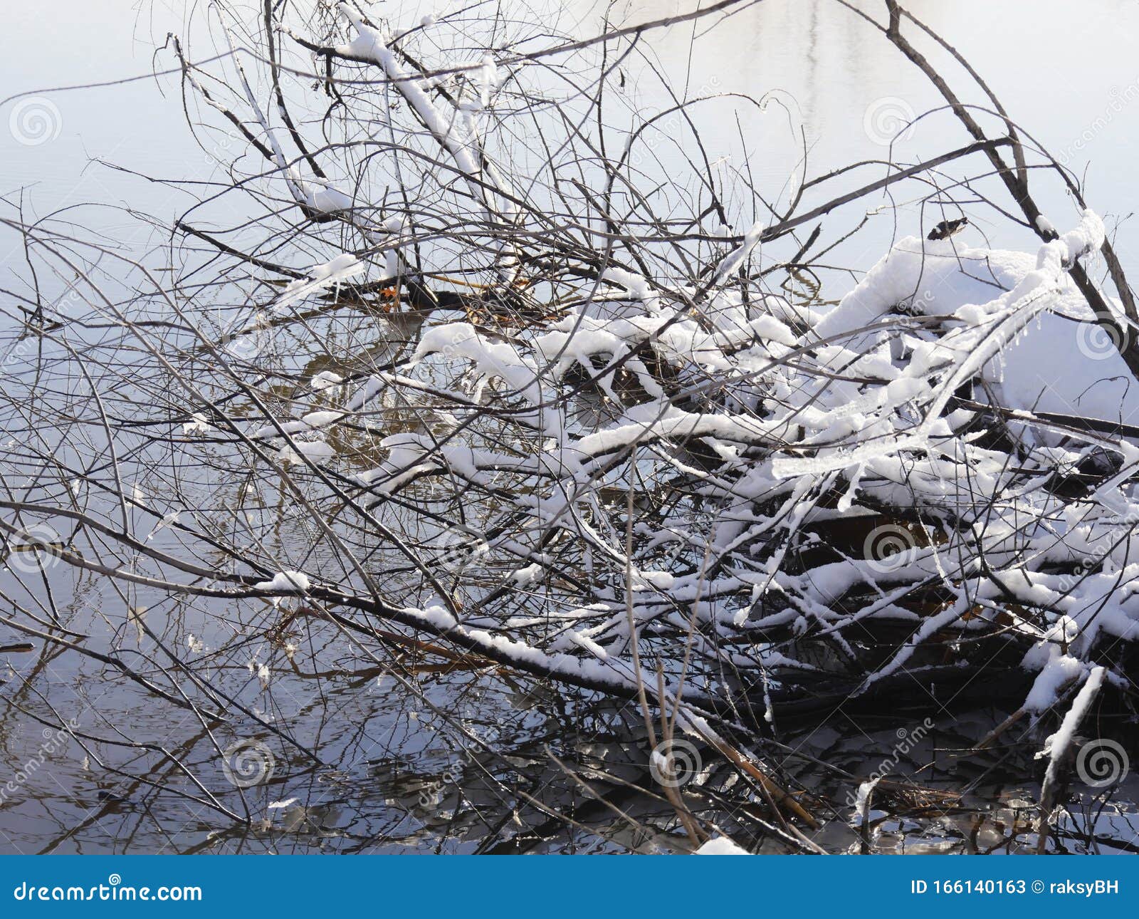 Tree Twigs Covered with Ice and Snow and Touching the Waters of the ...